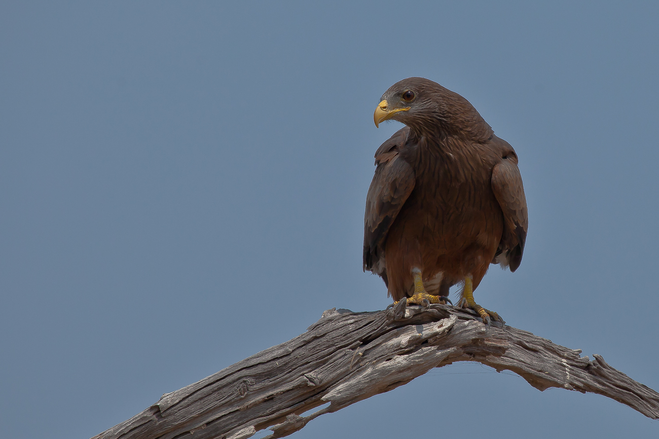 Schmarotzer Milan Foto & Bild | tiere, wildlife, wild lebende vögel ...