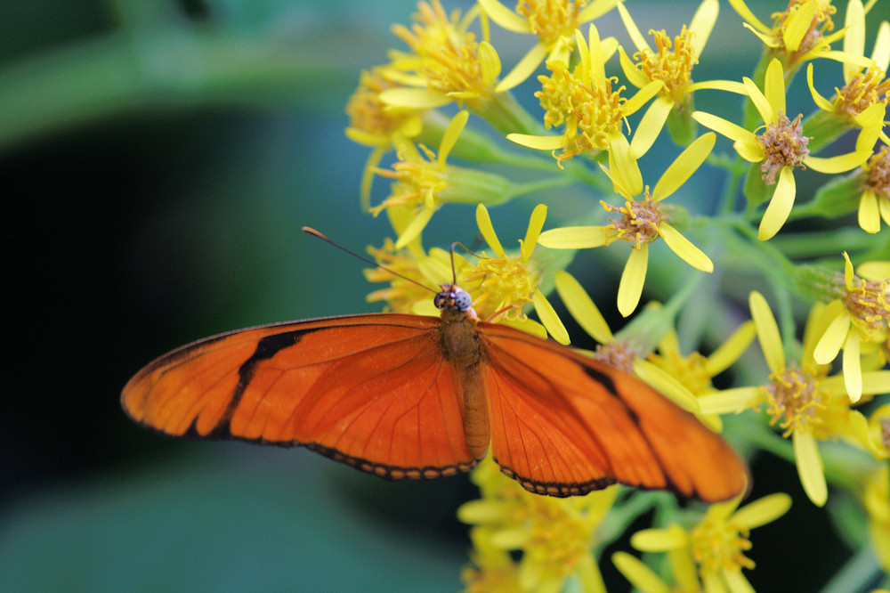 Schmetterling 5 Foto & Bild | tiere, zoo, wildpark & falknerei, insekten & spinnen Bilder auf ...