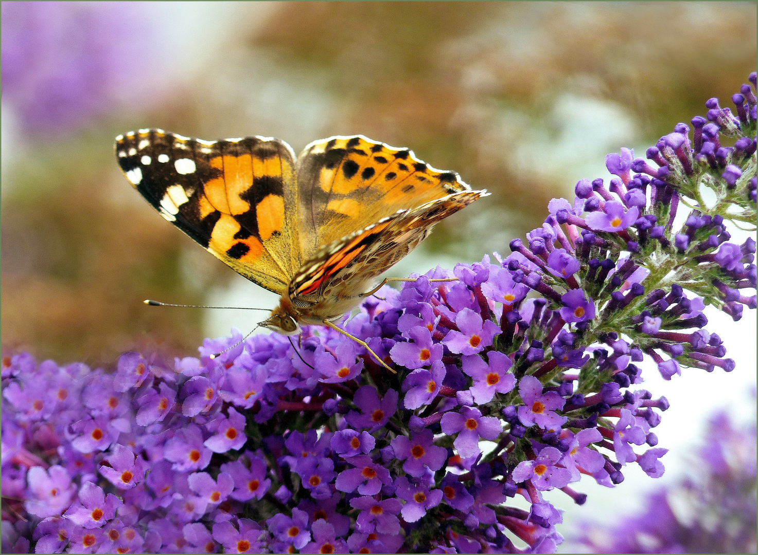 Schmetterling auf Flieder Foto & Bild | tiere, nature, macro Bilder auf ...