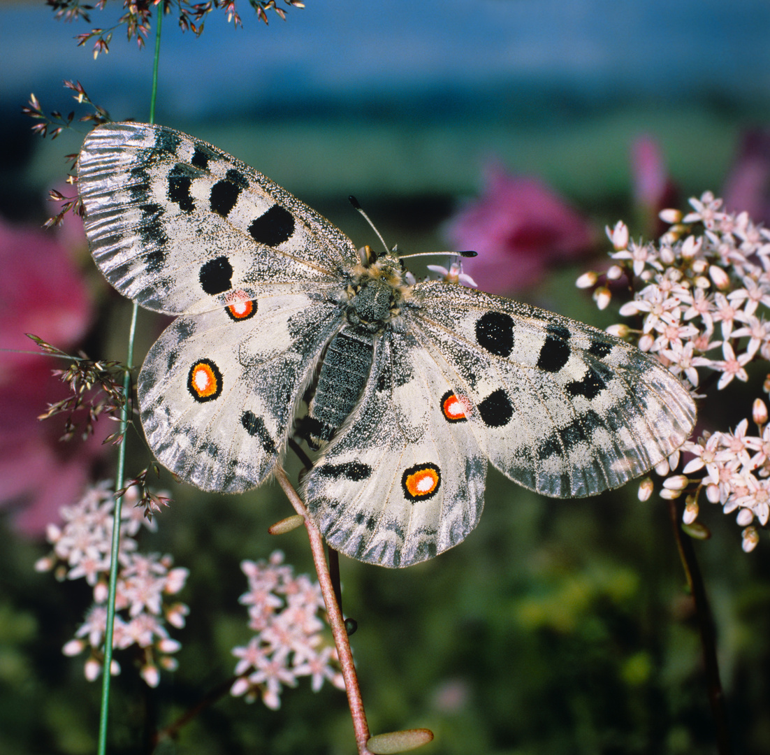 Schmetterling des Jahres 2024, der Mosel-Apollofalter, Parnassius ...