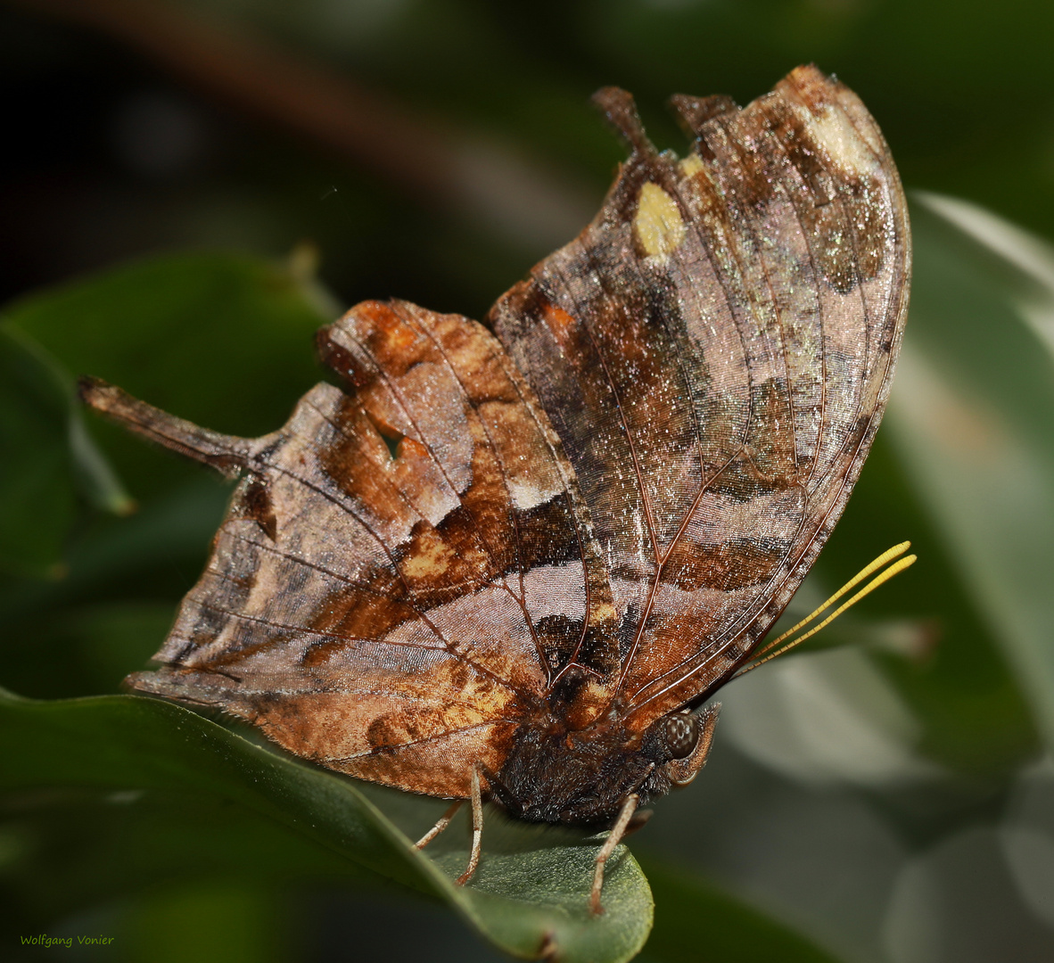 Schmetterling-Tiger Leafwing-Consul fabius Foto & Bild | nah- & makro ...