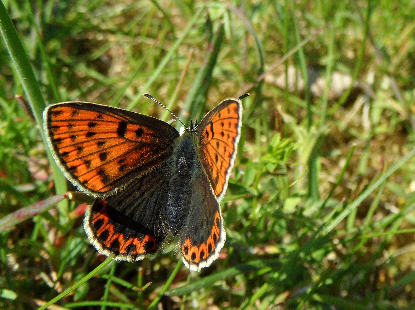"Schmetterlinge in Wolfsburg" Foto & Bild | tiere, wildlife, schmetterlinge Bilder auf fotocommunity