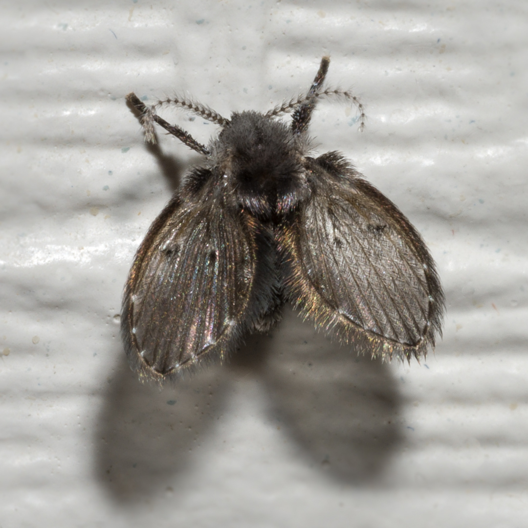 Schmetterlingsfliege 6 mm (Nur Doku) Foto & Bild | tiere, wildlife ...