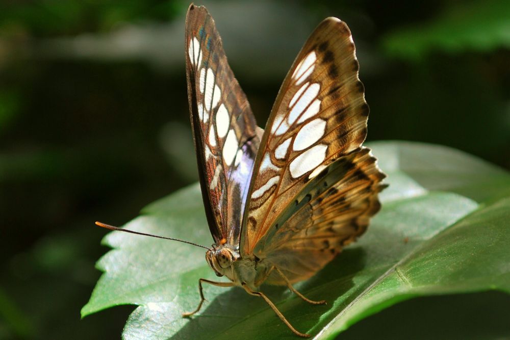 Schmetterlingshaus Sayn Foto & Bild | tiere, insekt, falter Bilder auf ...