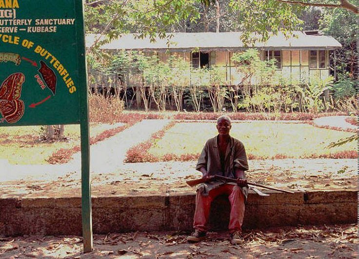 Schmetterlingsjäger in Kubease Foto & Bild | africa, western africa ...