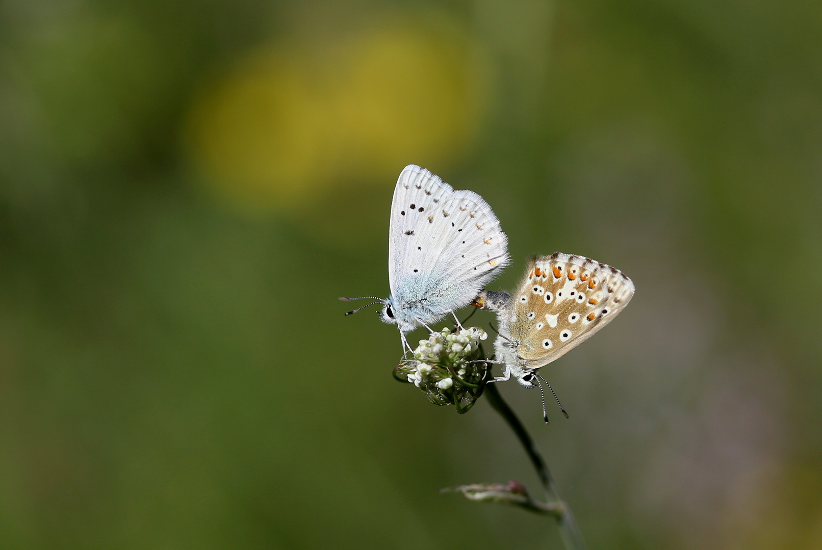 Schmetterlingsliebe Foto & Bild | tiere, wildlife, schmetterlinge ...