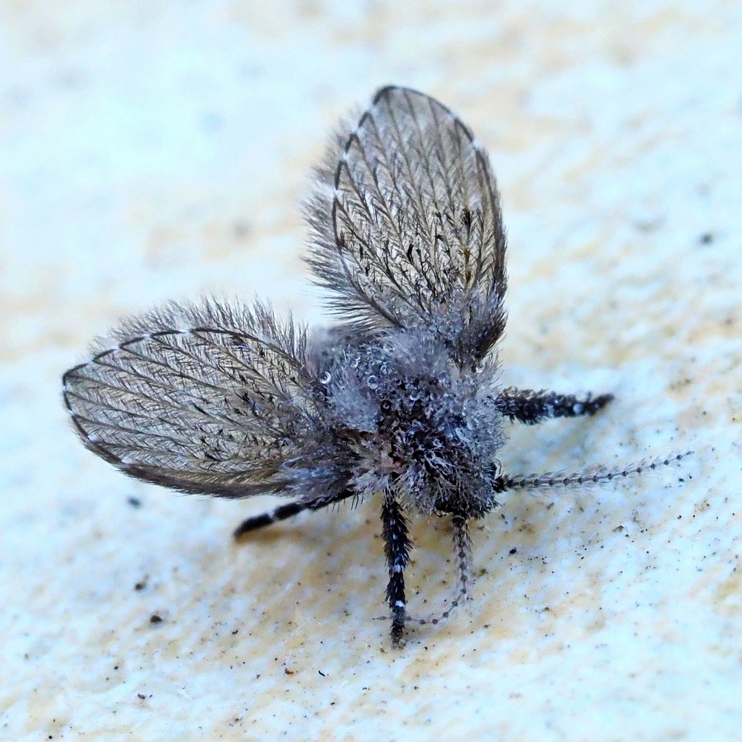 Schmetterlingsmücke (Pericoma sp.) Foto & Bild | natur, fliegen ...