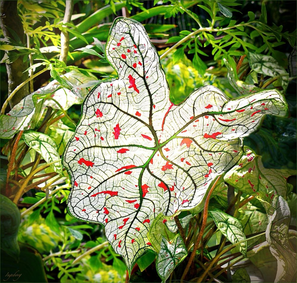 = schmuckes Mittwochsblatt = Foto & Bild | indoor, natur, giftig Bilder ...