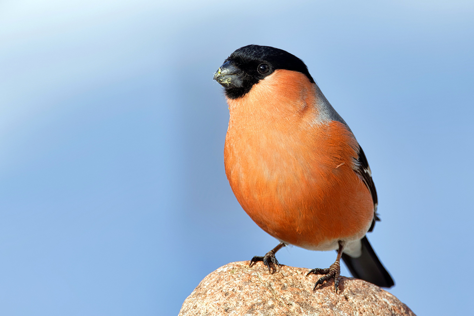 Schmuddel-Fink Foto & Bild | tiere, wildlife, wild lebende vögel Bilder ...