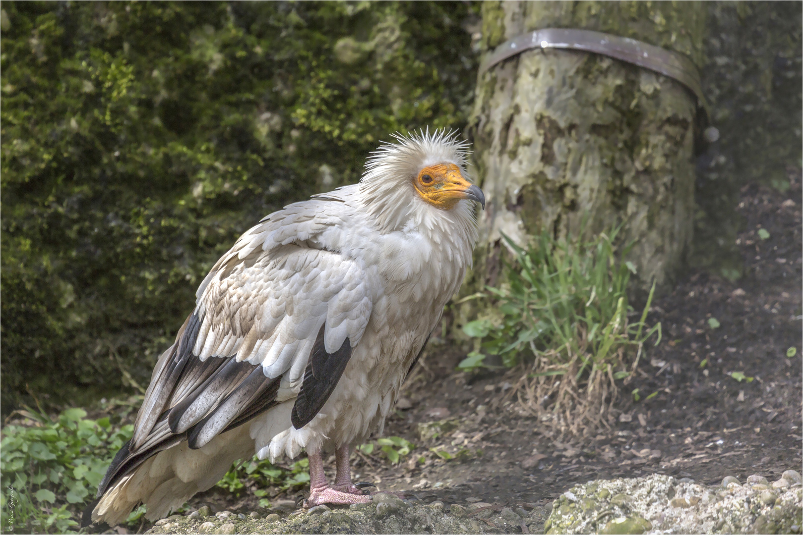 Schmutzgeier - Neophron Percnopterus Foto & Bild | tiere, zoo, wildpark ...