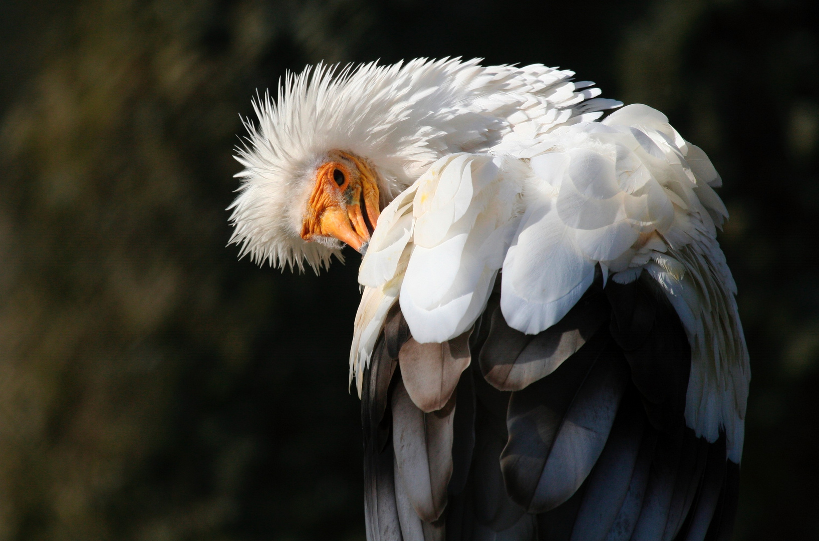 Schmutzgeier (Neophron percnopterus) Foto & Bild | tiere, zoo, wildpark ...