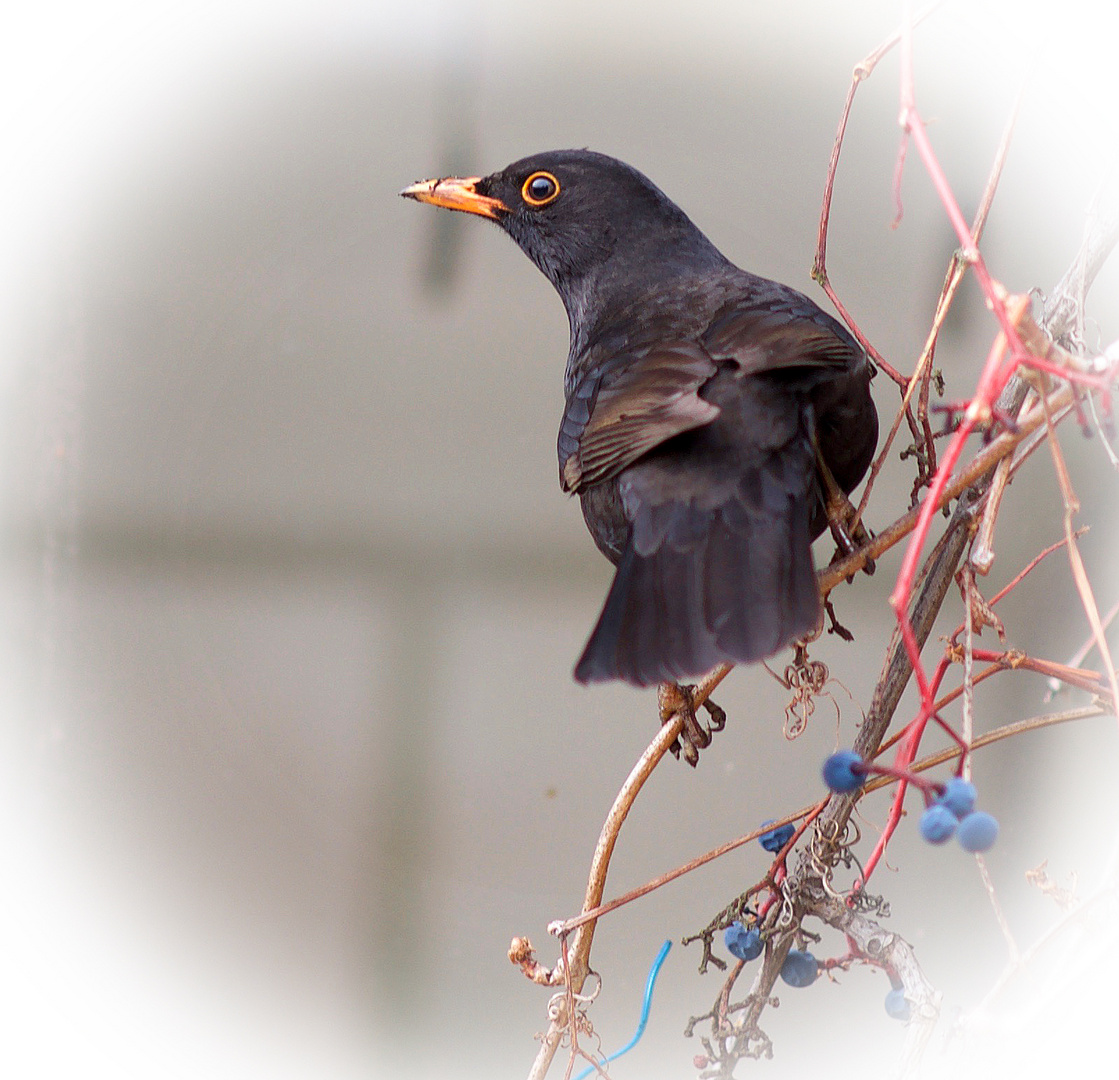 Schnabel Foto & Bild | tiere, wildlife, wild lebende vögel Bilder auf ...
