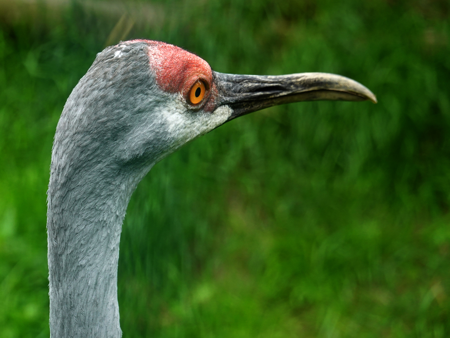 Schnabel Foto & Bild | fotos, outdoor, natur Bilder auf fotocommunity