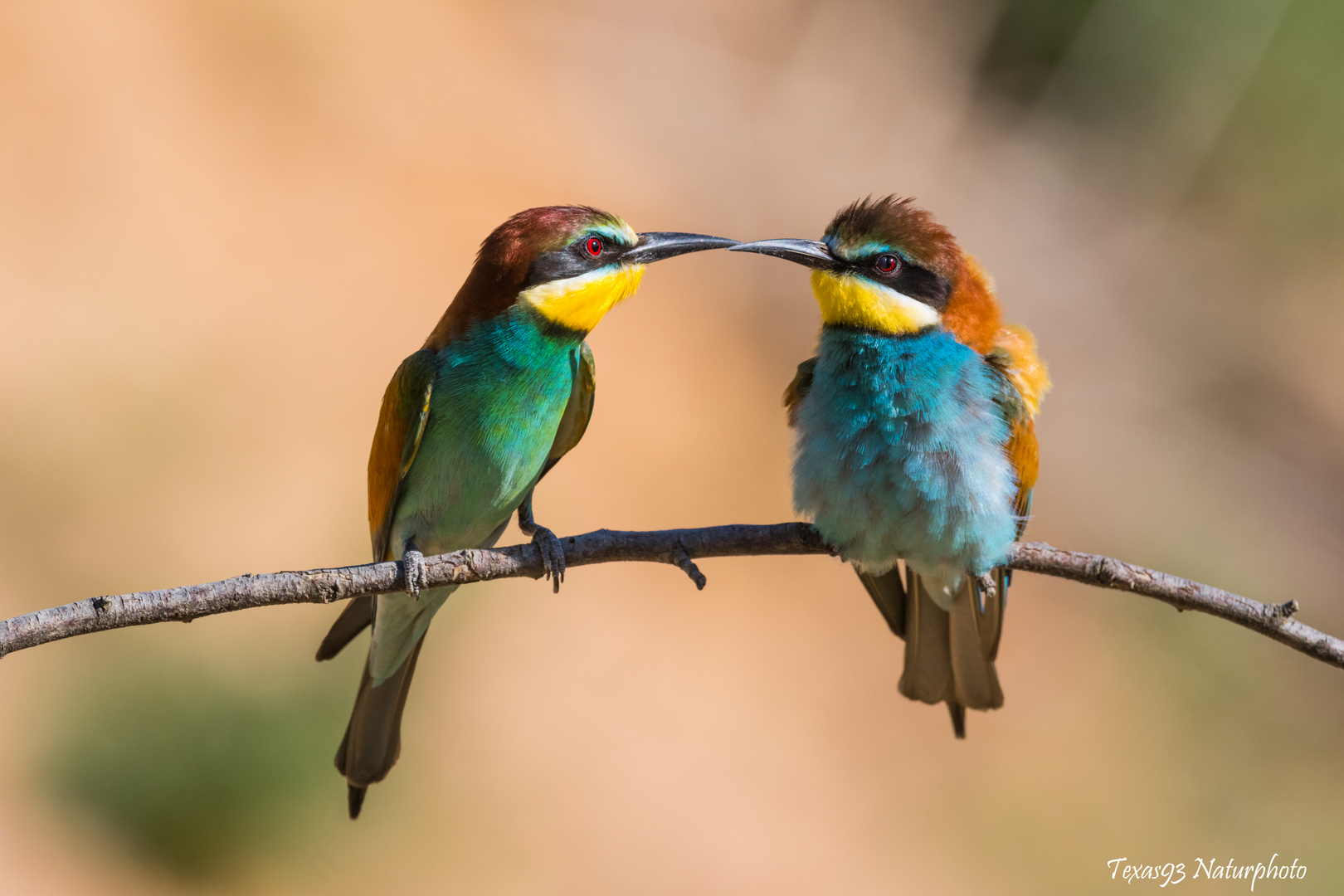 Schnabel an Schnabel Foto & Bild | tiere, wildlife, wild lebende vögel ...