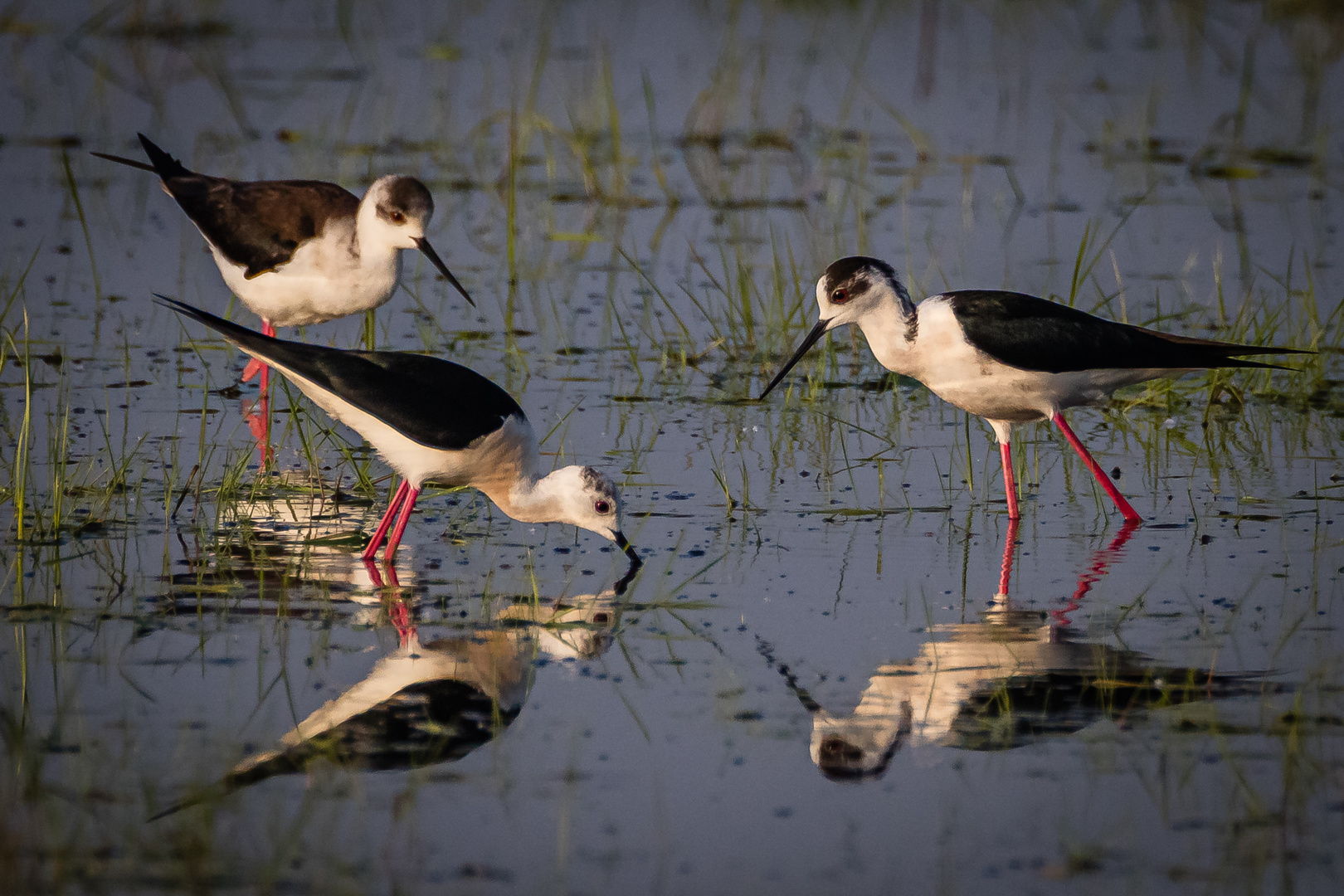Schnabel an Schnabel und das… Foto & Bild | spezial, natur, tiere ...