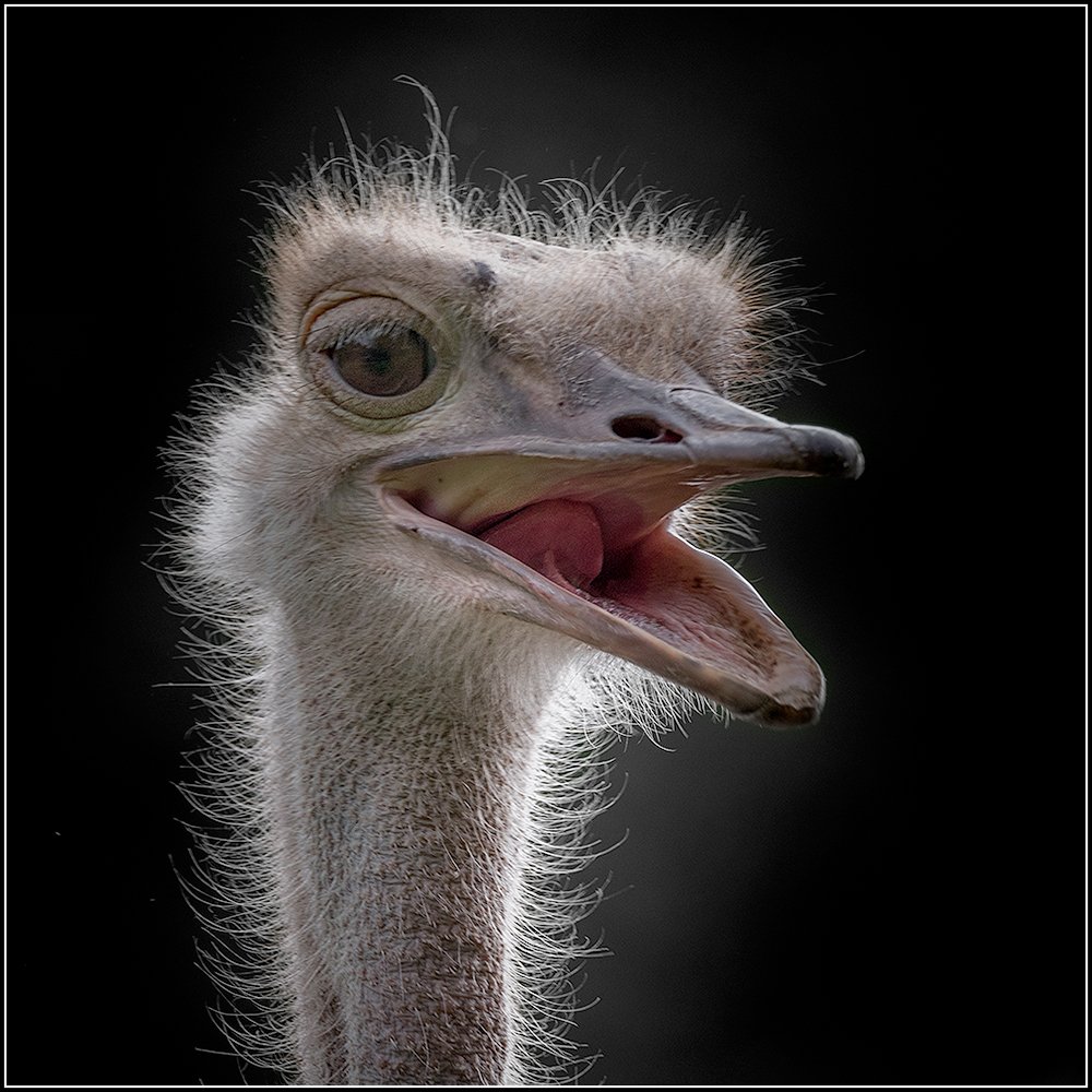 Schnabel auf Foto & Bild | tiere, zoo, wildpark & falknerei, zoo Bilder ...