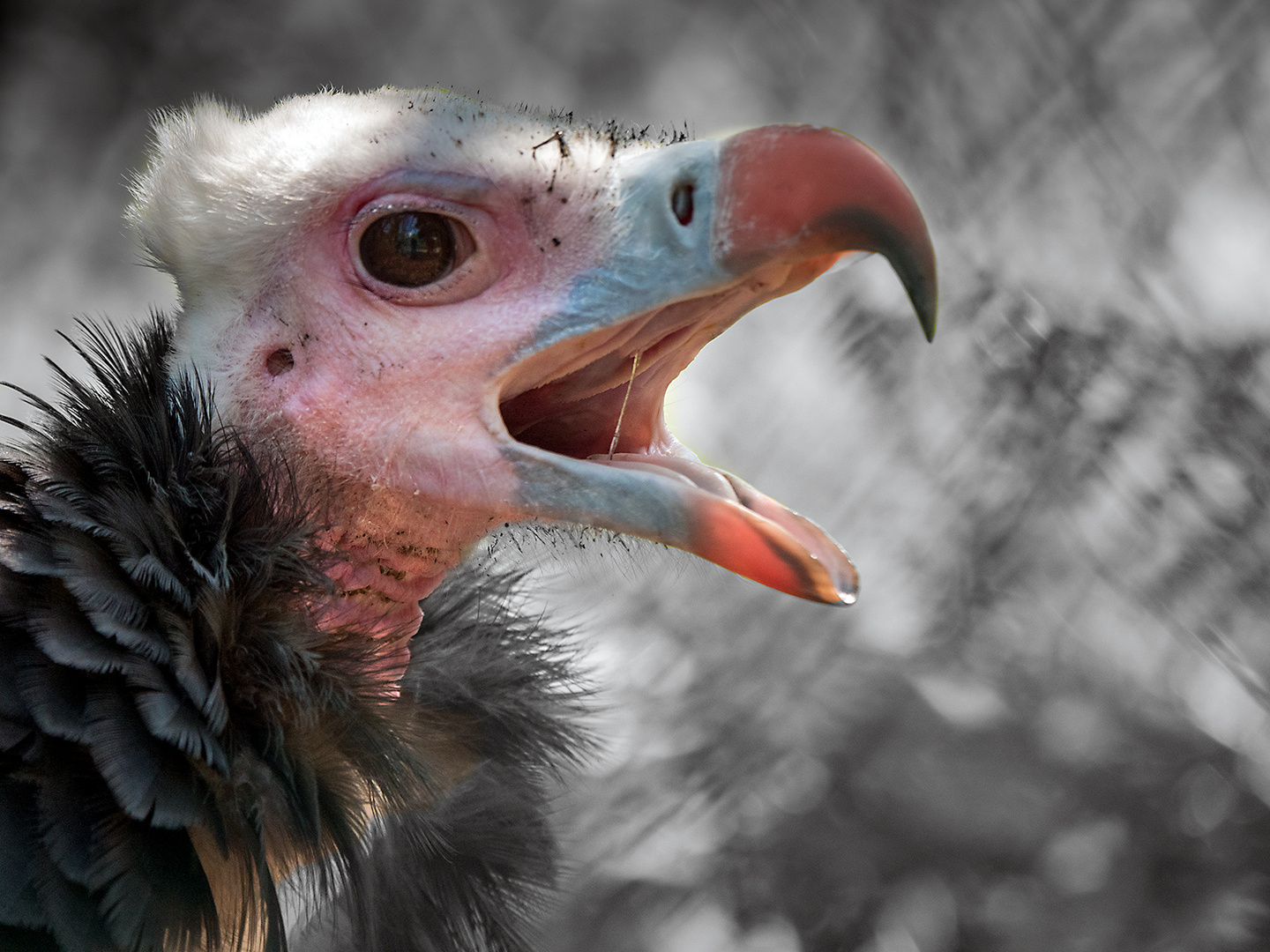Schnabel auf Foto & Bild | tiere, zoo, wildpark & falknerei, vögel ...