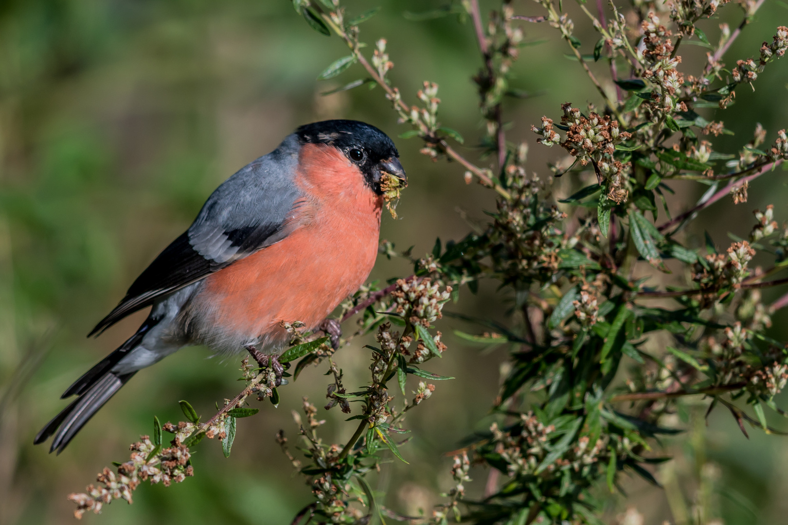 Schnabel voll! Foto & Bild | tiere, wildlife, wild lebende vögel Bilder ...