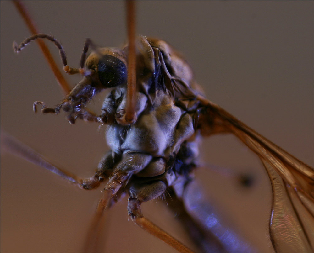 Schnacke Foto & Bild | tiere, wildlife, insekten Bilder auf fotocommunity