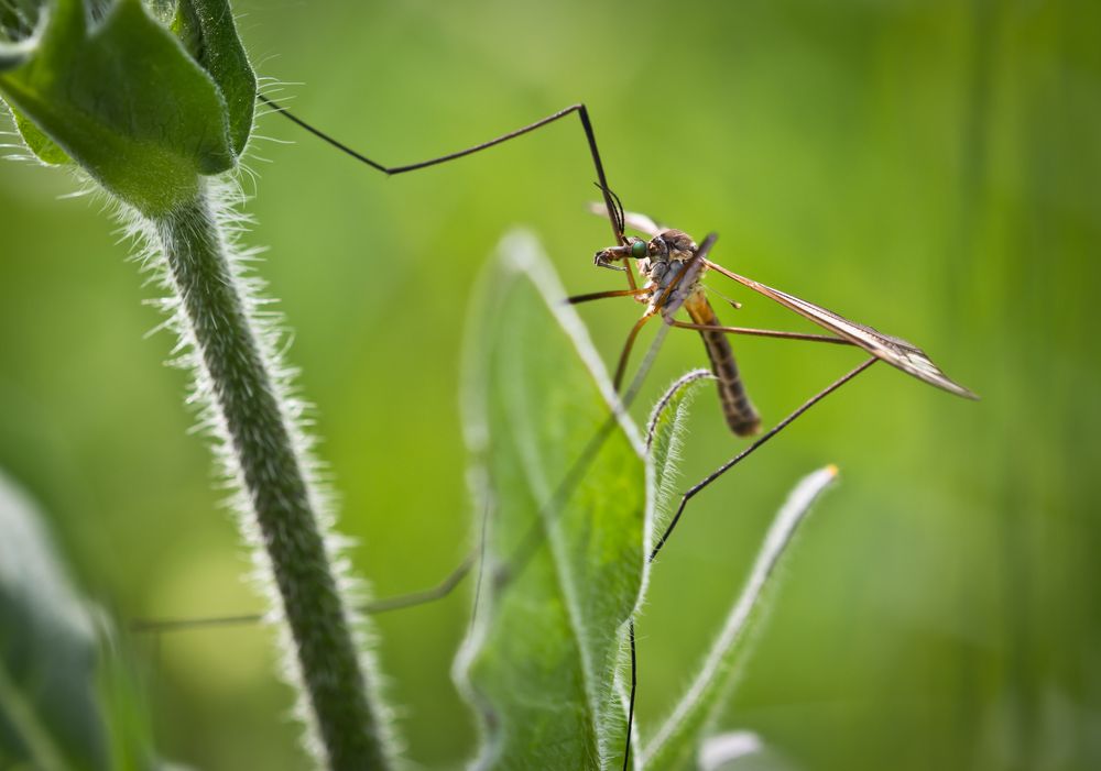 Schnacke Foto & Bild | tiere, wildlife, insekten Bilder auf fotocommunity