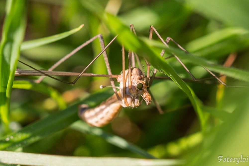 Schnacke Foto & Bild | tiere, wildlife, insekten Bilder auf fotocommunity