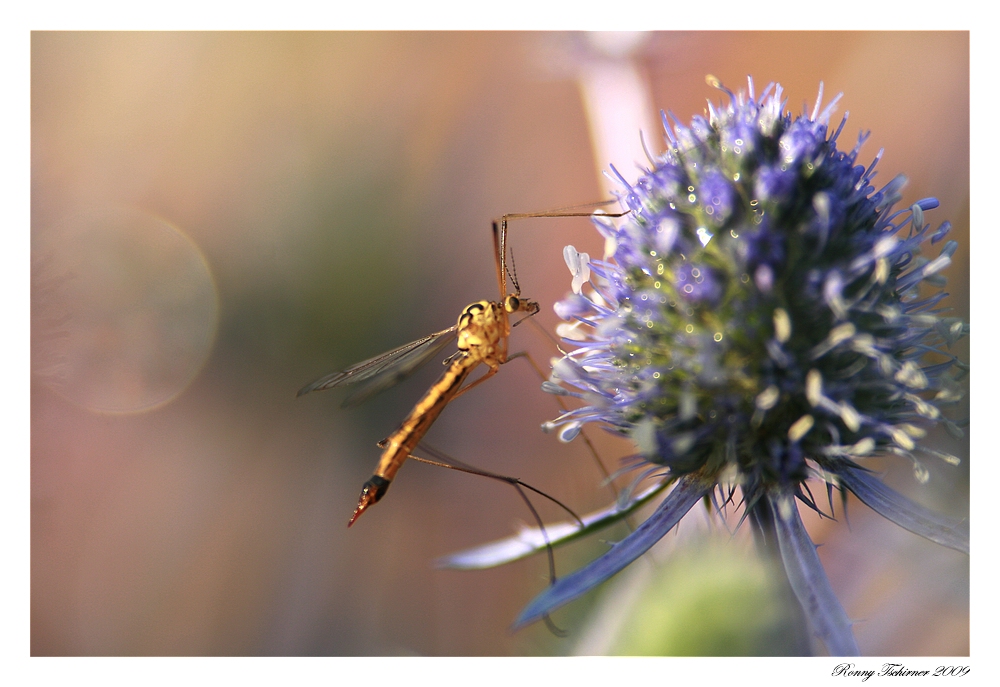 Schnake.... Foto & Bild | tiere, wildlife, insekten Bilder auf ...