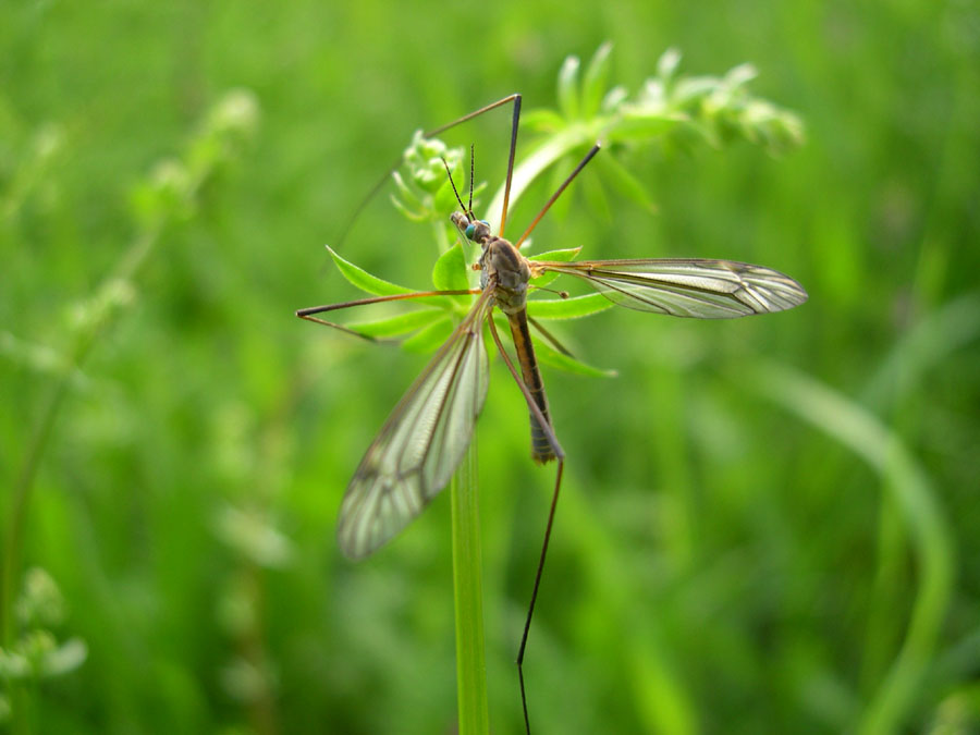 Schnake 1 Foto & Bild | tiere, wildlife, schmetterlinge Bilder auf ...