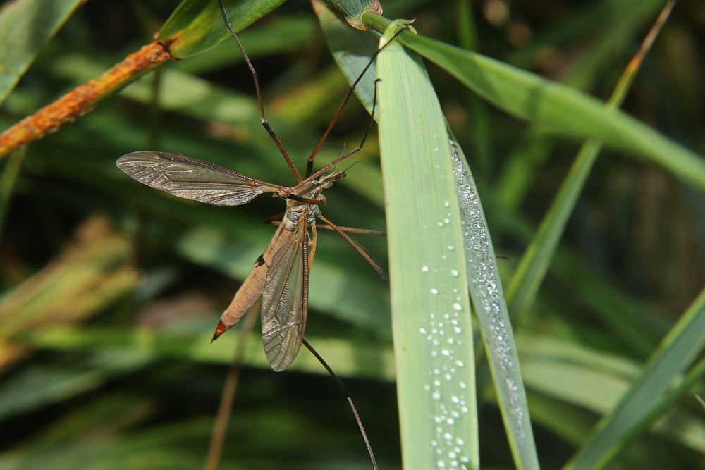 Schnake Foto & Bild | tiere, wildlife, insekten Bilder auf fotocommunity
