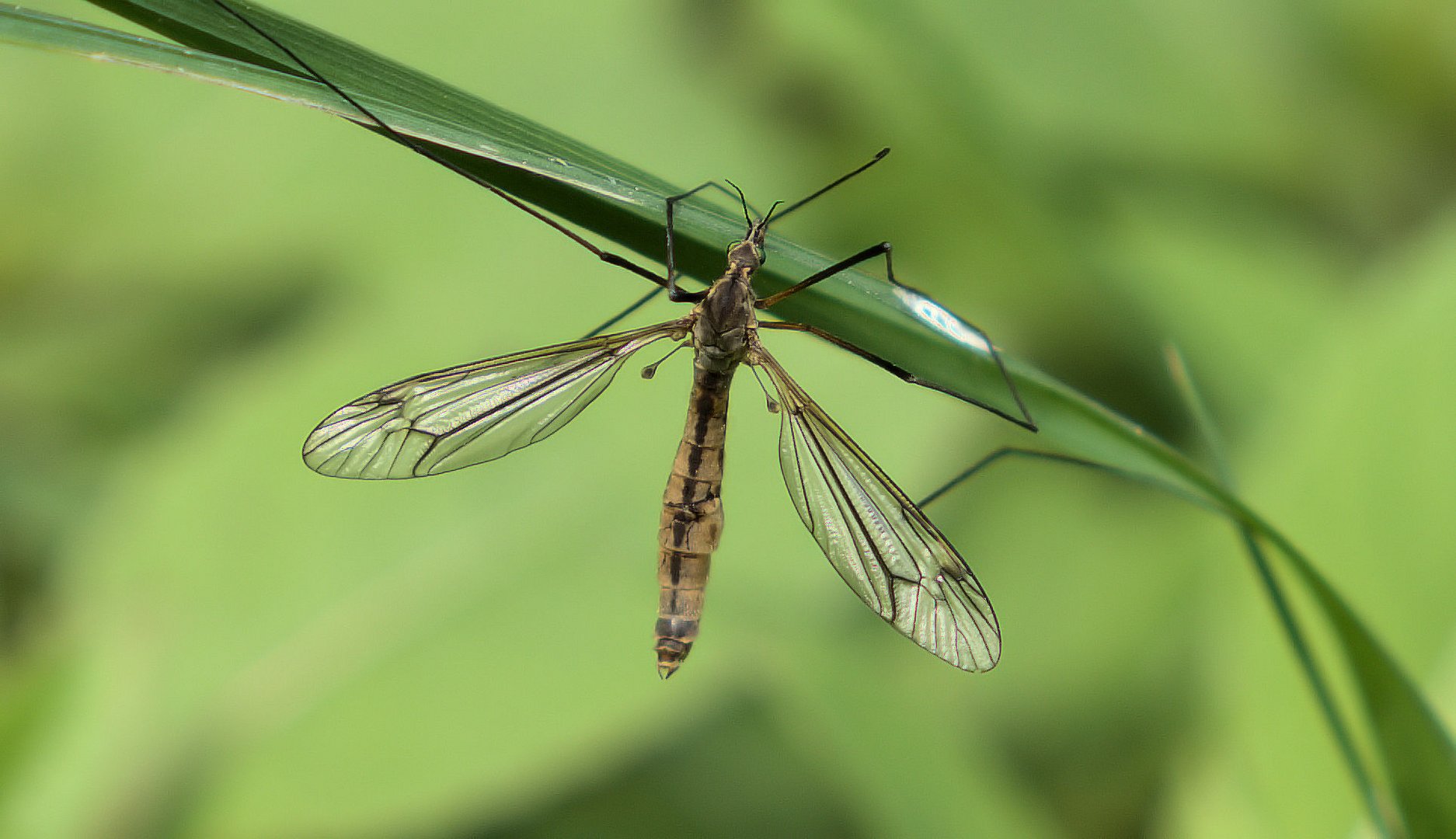 Schnake Foto & Bild | natur, insekten Bilder auf fotocommunity