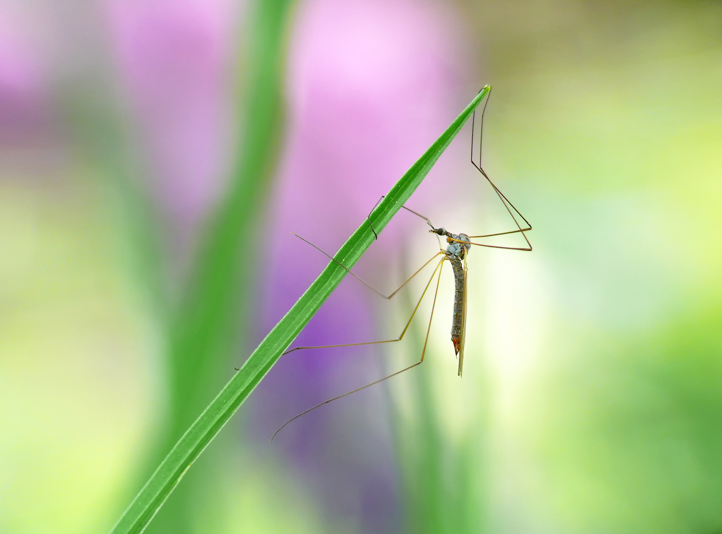 Schnake Foto & Bild | makro, natur, insekten Bilder auf fotocommunity