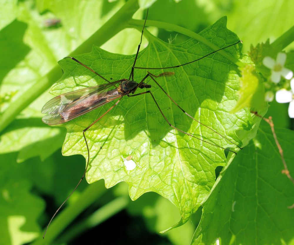 Schnake.... Foto & Bild | tiere, wildlife, insekten Bilder auf ...
