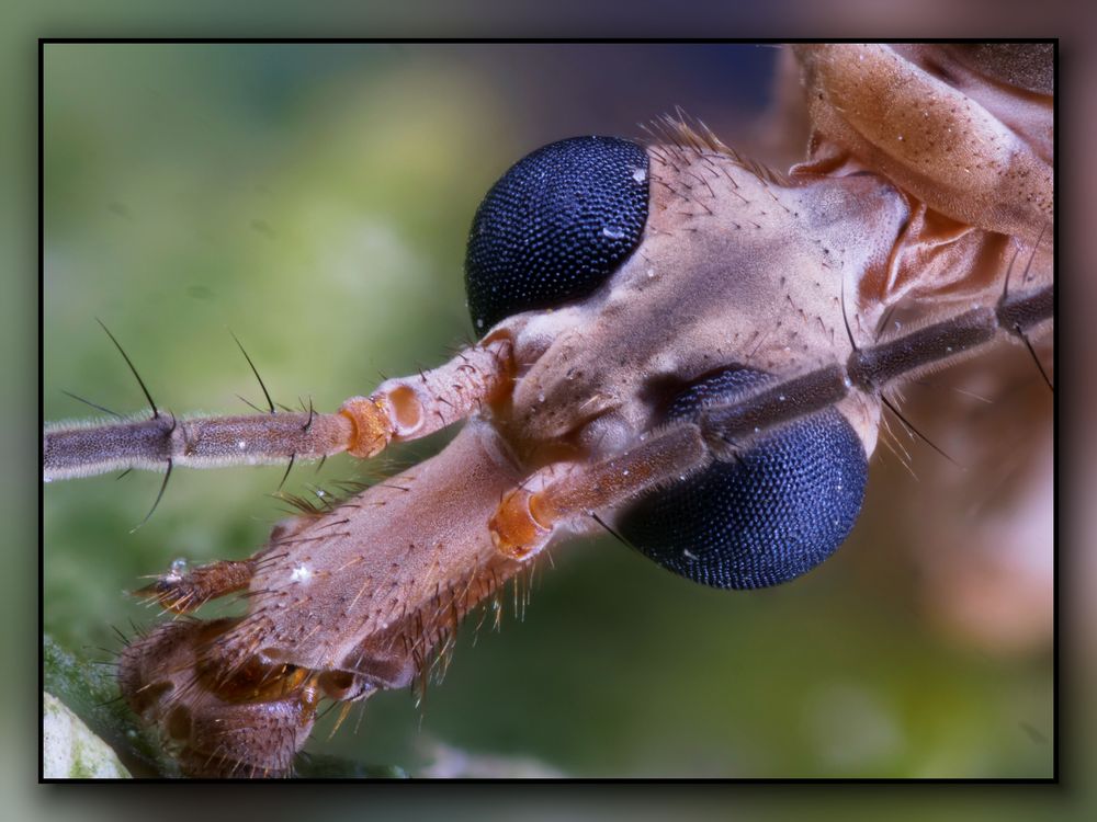 Schnake Foto & Bild | tiere, tierdetails, makro Bilder auf fotocommunity