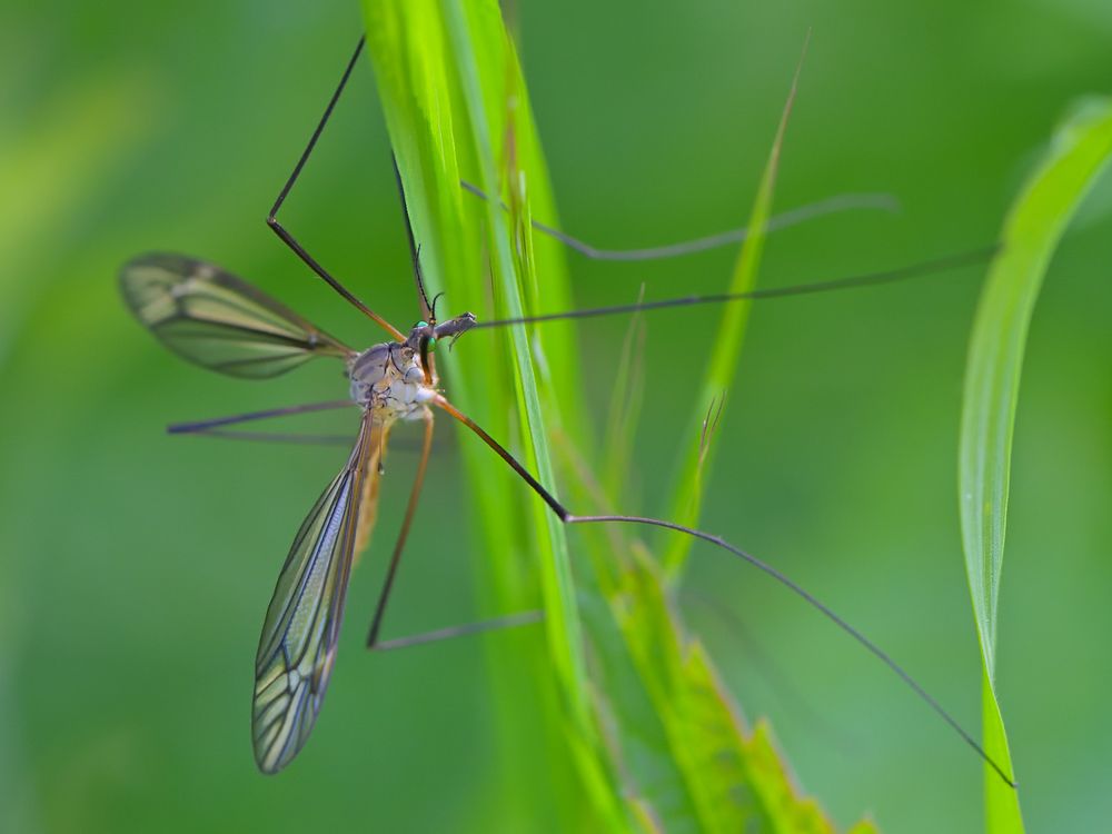 Schnake Foto & Bild | tiere, wildlife, insekten Bilder auf fotocommunity