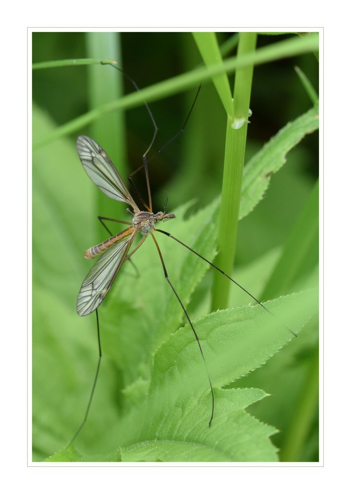Schnake Foto & Bild | natur, insekten, tiere Bilder auf fotocommunity