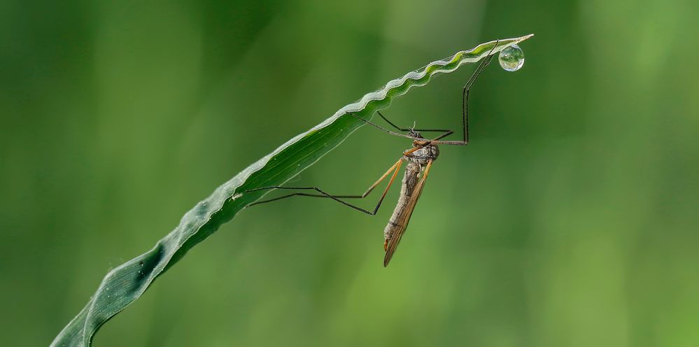 Schnake Foto & Bild | tiere, wildlife, insekten Bilder auf fotocommunity