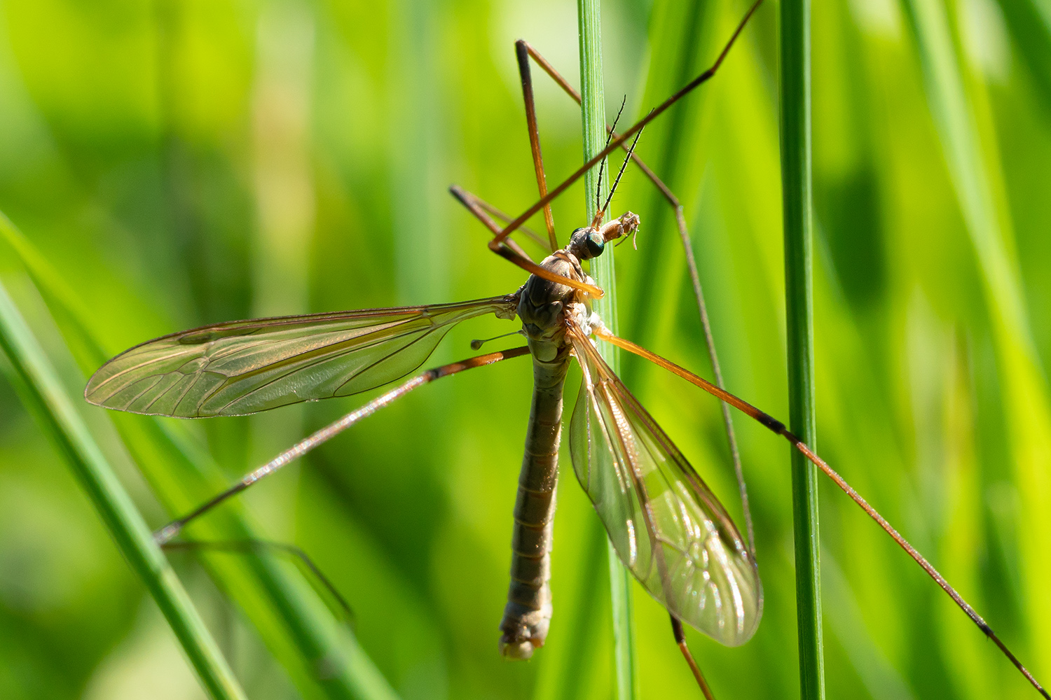 Schnake Foto & Bild | tiere, wildlife, insekten Bilder auf fotocommunity