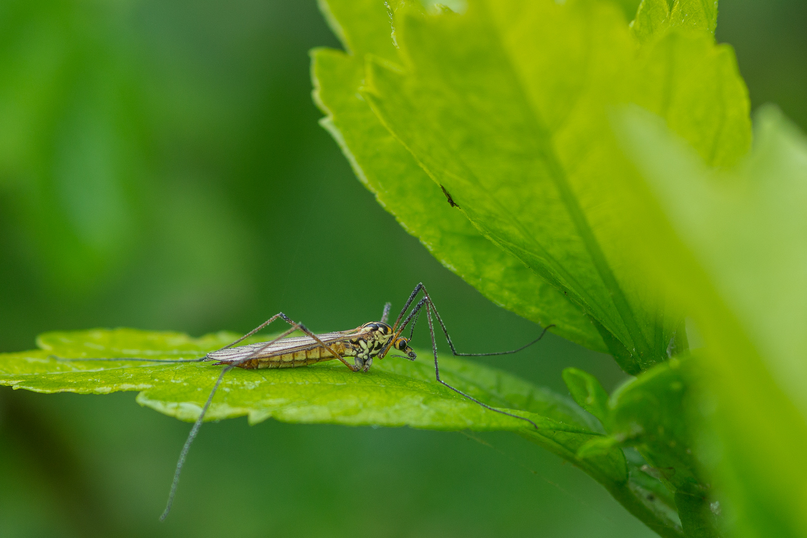 Schnake Foto & Bild | insekt, wildlife, schnake Bilder auf fotocommunity