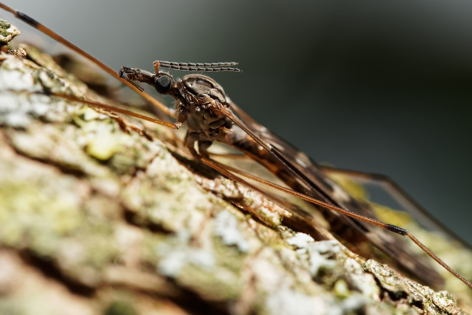 Schnake Foto & Bild | tiere, wildlife, insekten Bilder auf fotocommunity