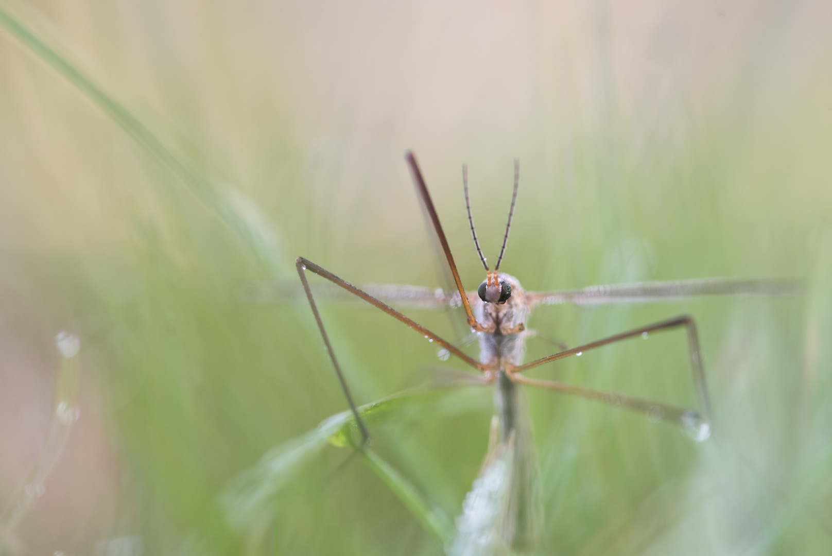 ___schnake___ Foto & Bild | tiere, wildlife, insekten Bilder auf ...