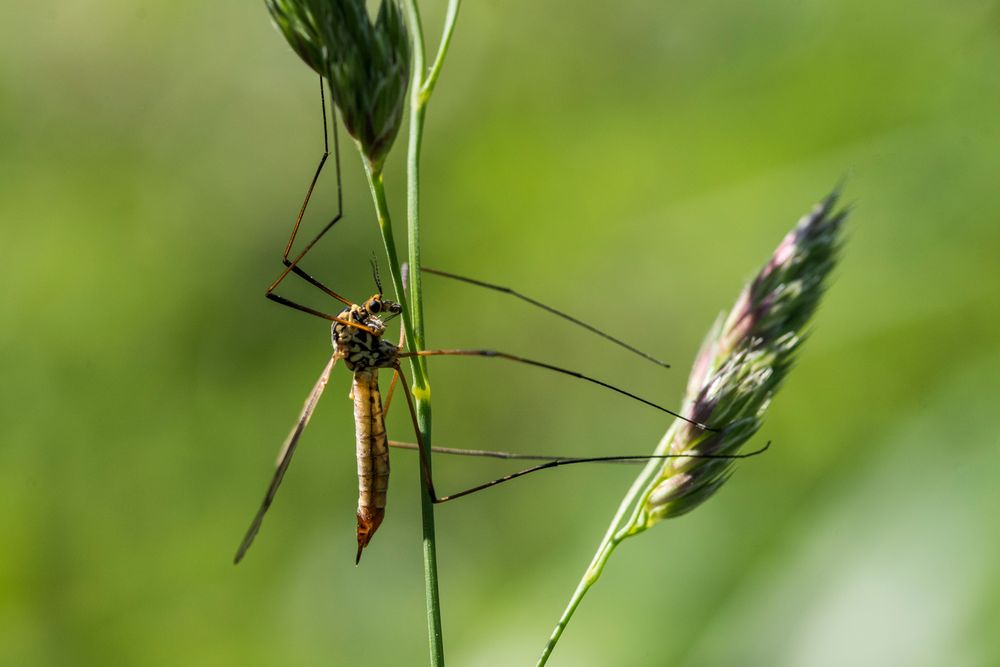 Schnake Foto & Bild | fotos, natur, insekten Bilder auf fotocommunity