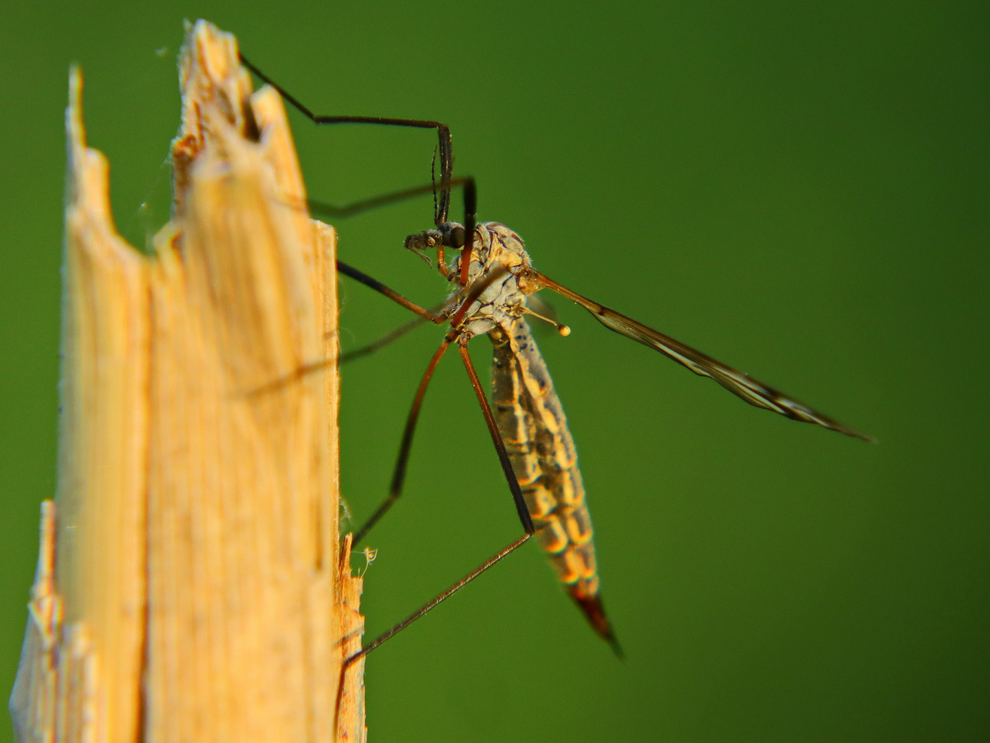 Schnake Foto & Bild | tiere, wildlife, insekten Bilder auf fotocommunity