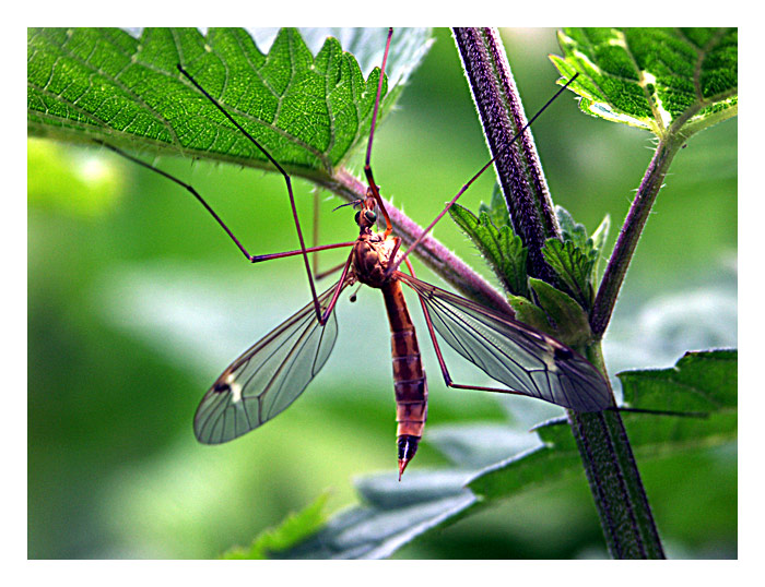 schnake? Foto & Bild | tiere, wildlife, insekten Bilder auf fotocommunity