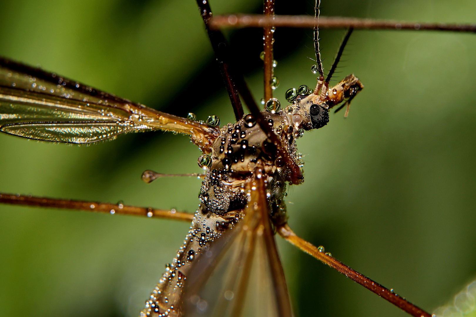 Schnake Foto & Bild | sommer, makro, wiese Bilder auf fotocommunity