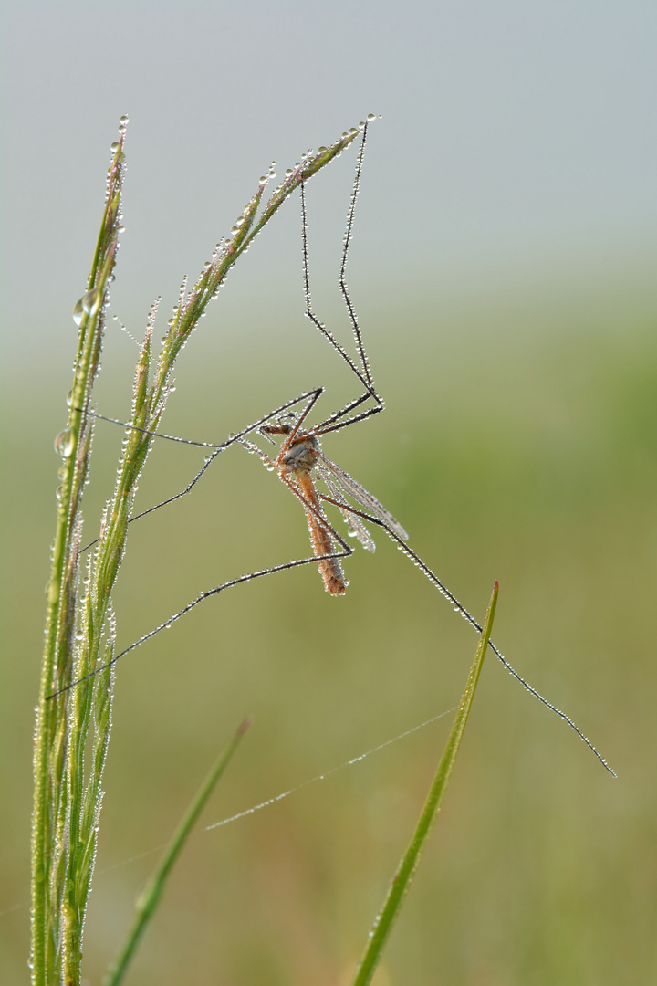 Schnake Foto & Bild | tiere, wildlife, insekten Bilder auf fotocommunity
