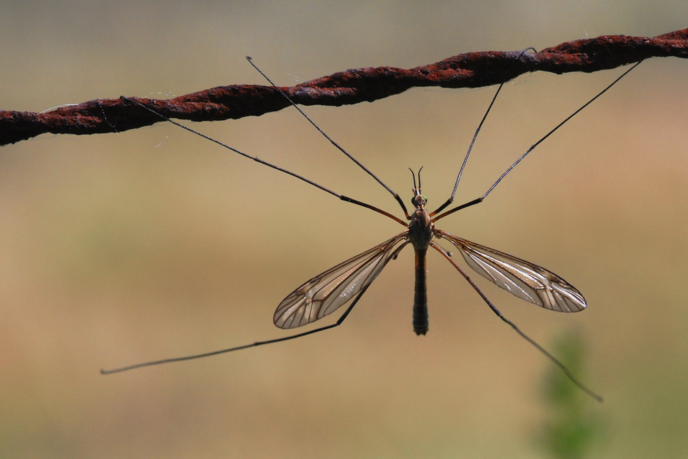 Schnake am Draht Foto & Bild | tiere, wildlife, insekten Bilder auf ...