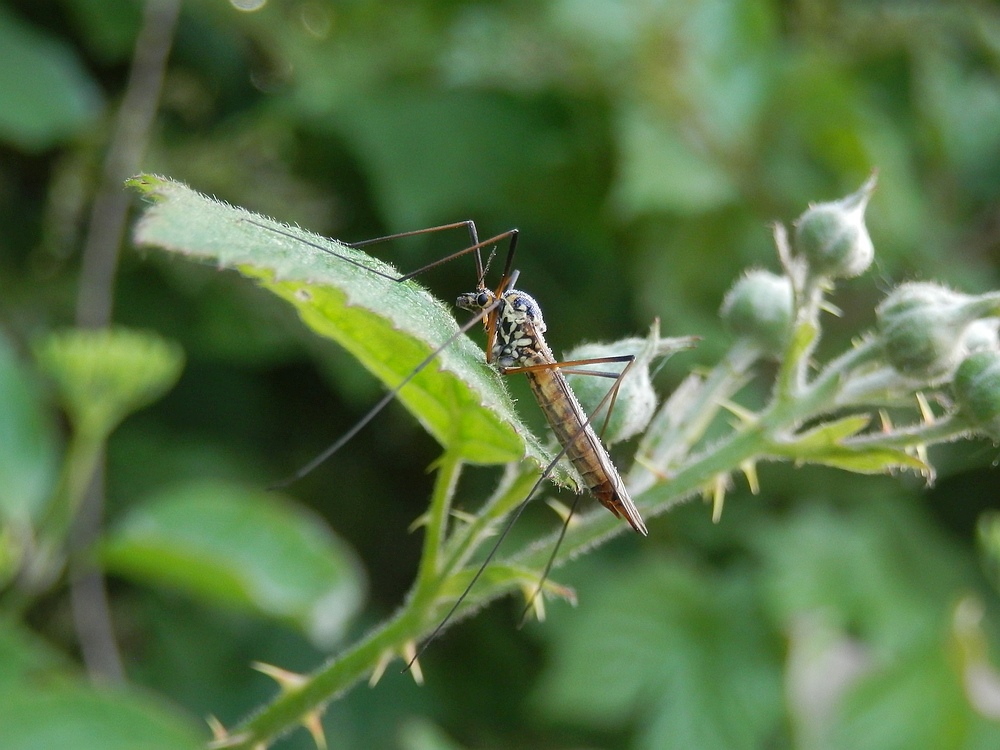 Schnake am frühen Morgen Foto & Bild | tiere, wildlife, insekten Bilder ...