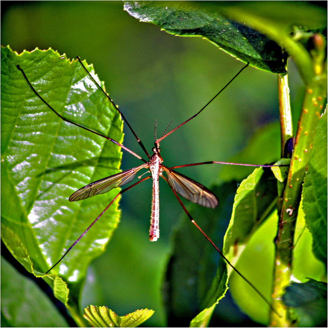 SCHNAKE an Uferpflanze Foto & Bild | makro, natur, insekten Bilder auf ...