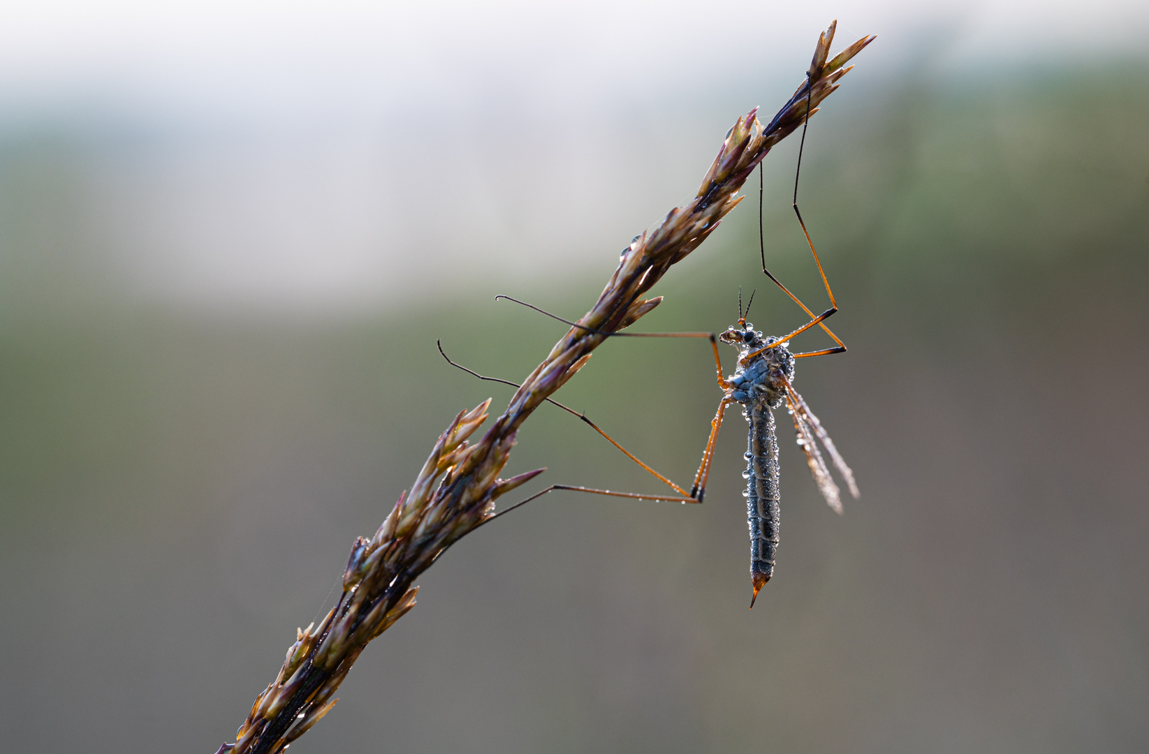 schnake_________ Foto & Bild | tiere, wildlife, insekten Bilder auf ...