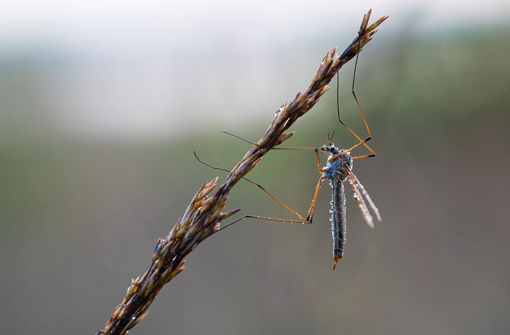 schnake_________ Foto & Bild | tiere, wildlife, insekten Bilder auf ...