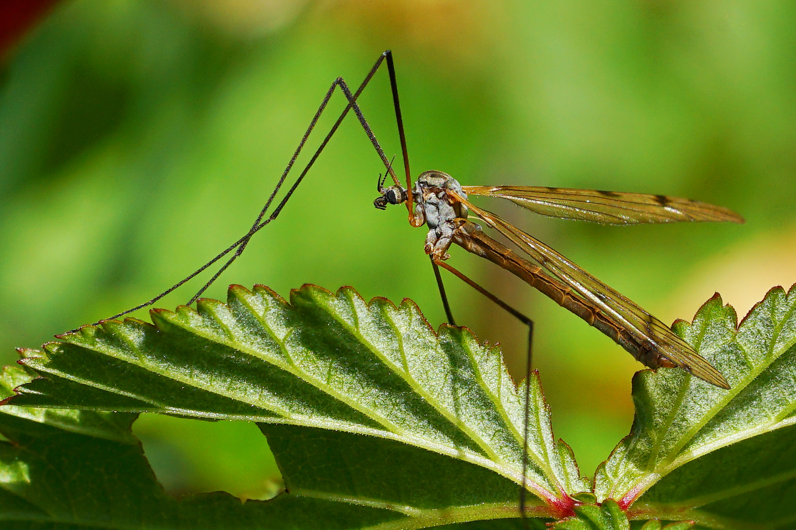 Schnake Foto & Bild | tiere, wildlife, insekten Bilder auf fotocommunity
